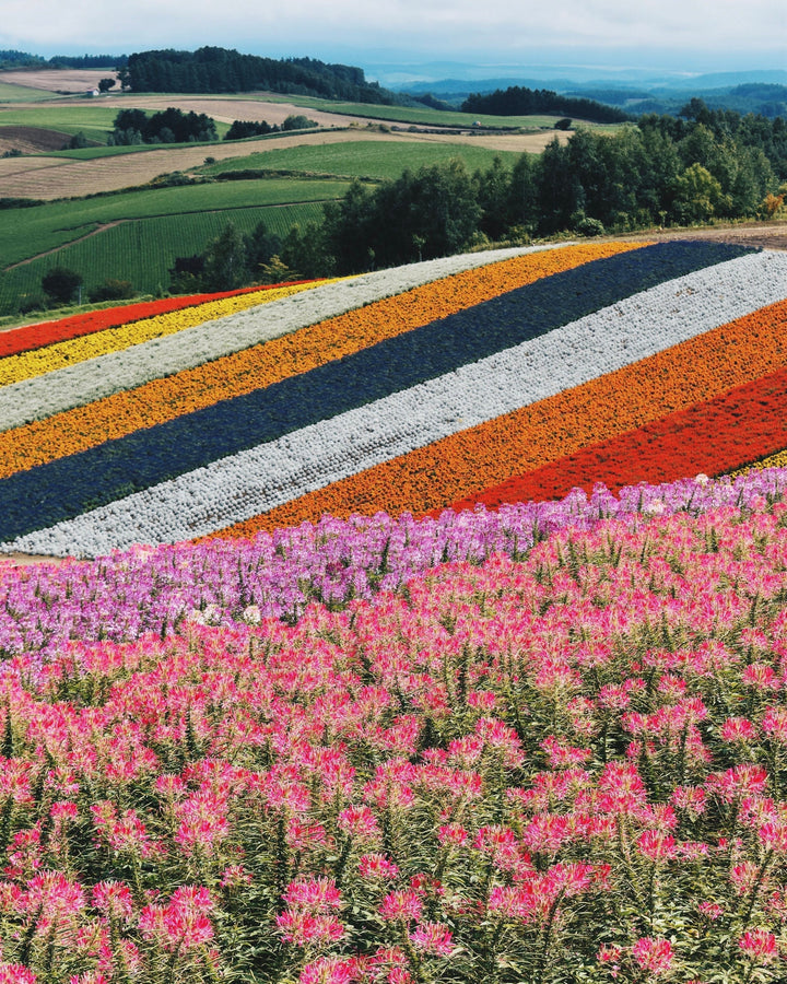 Undoukai: Celebrating Japan's Vibrant Sports Day Tradition – Bokksu