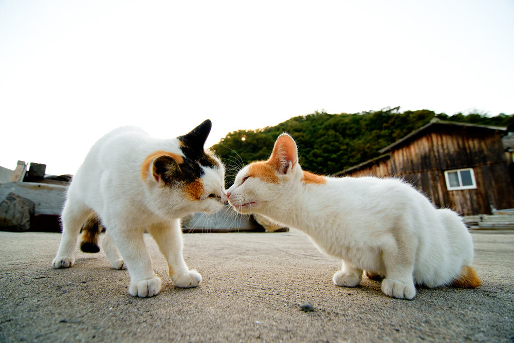 Aoshima: Discovering Japan’s Mesmerizing Cat Island – Bokksu