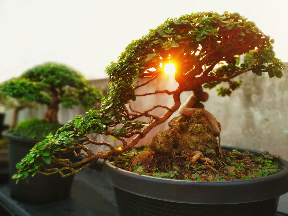 Bonsai: The Delicate Art of Japanese Miniature Trees – Bokksu