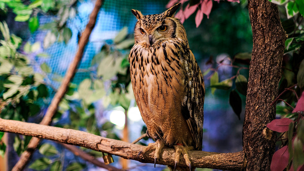 Wings of Wonder: A Close Encounter at Japan's Owl Cafes – Bokksu