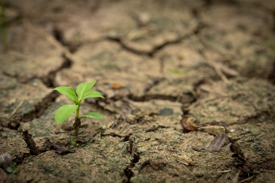 All About Yatai: Japan's Food Carts | Bokksu