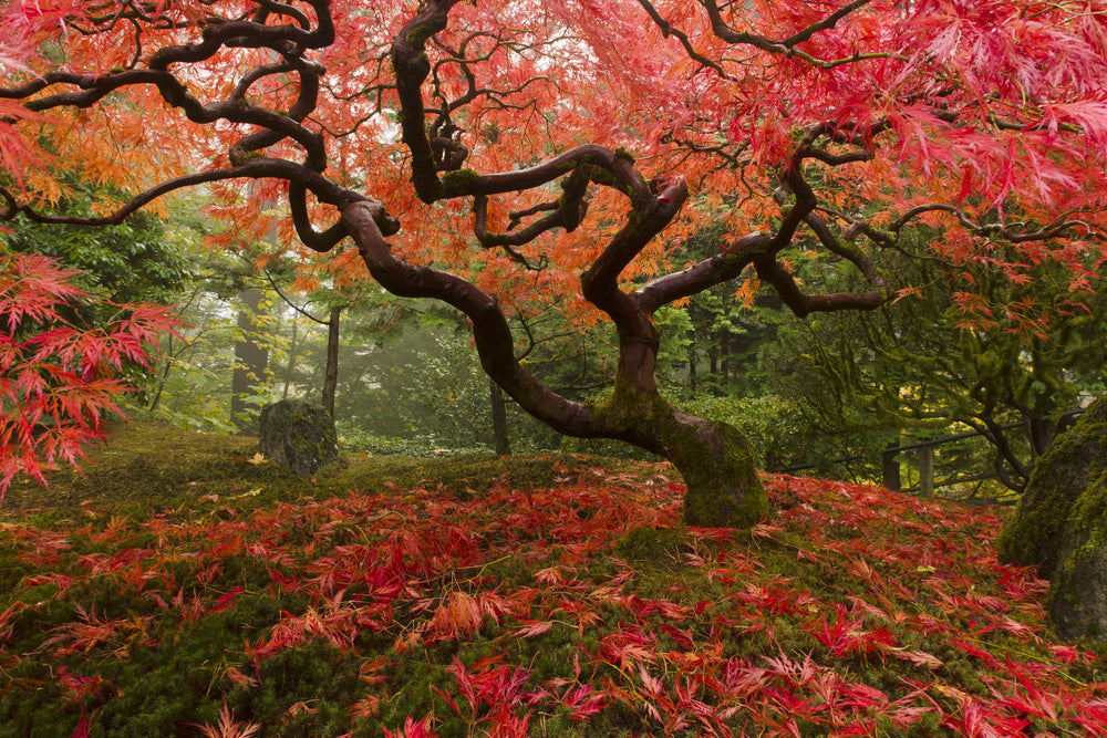 The Japanese Maple Tree – Bokksu